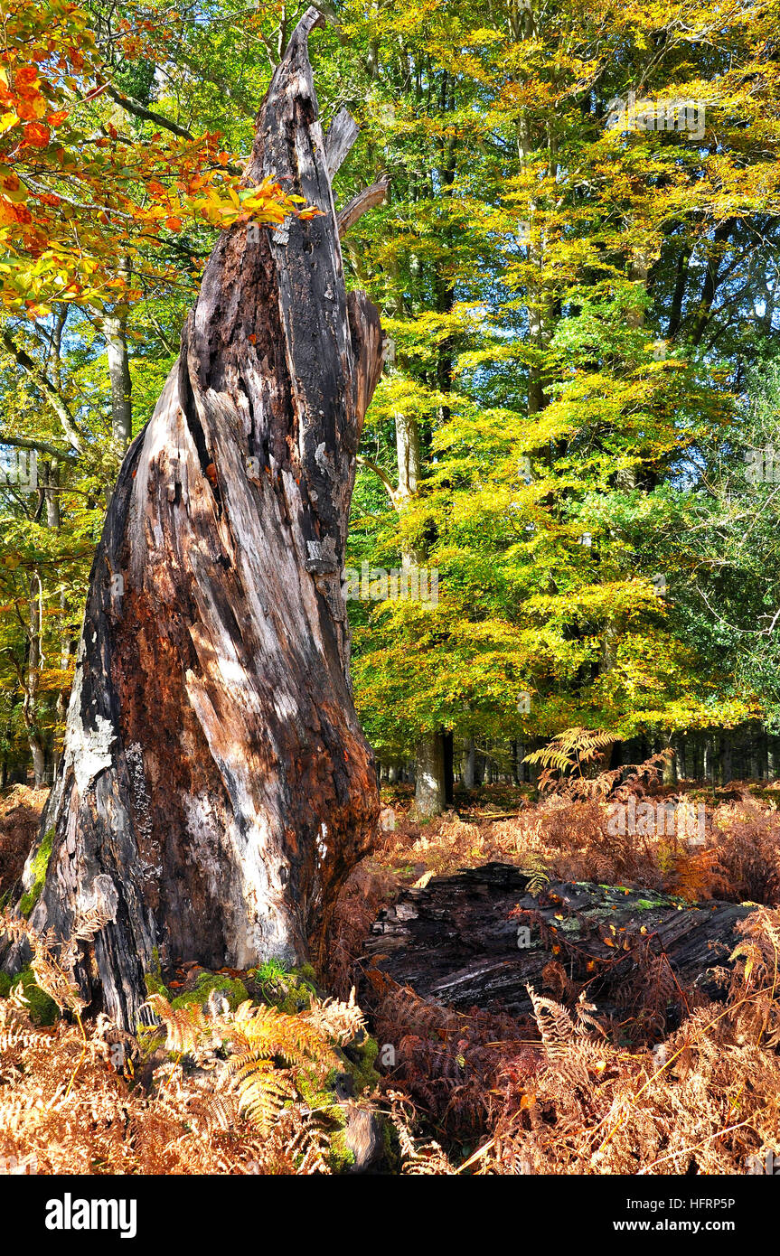 New forest national park autumn uk hi-res stock photography and images ...