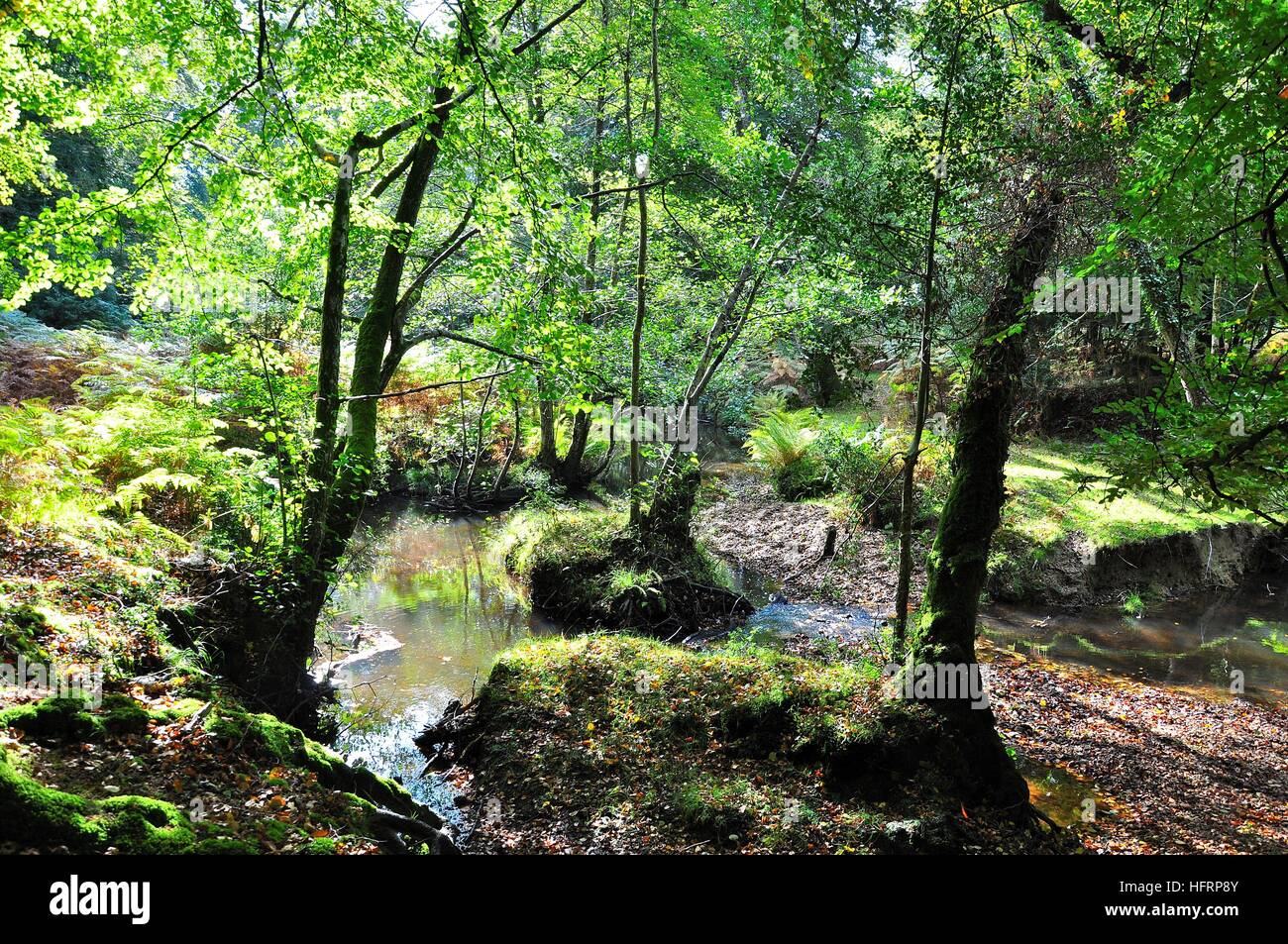 Stream in the New Forest National Park Stock Photo - Alamy