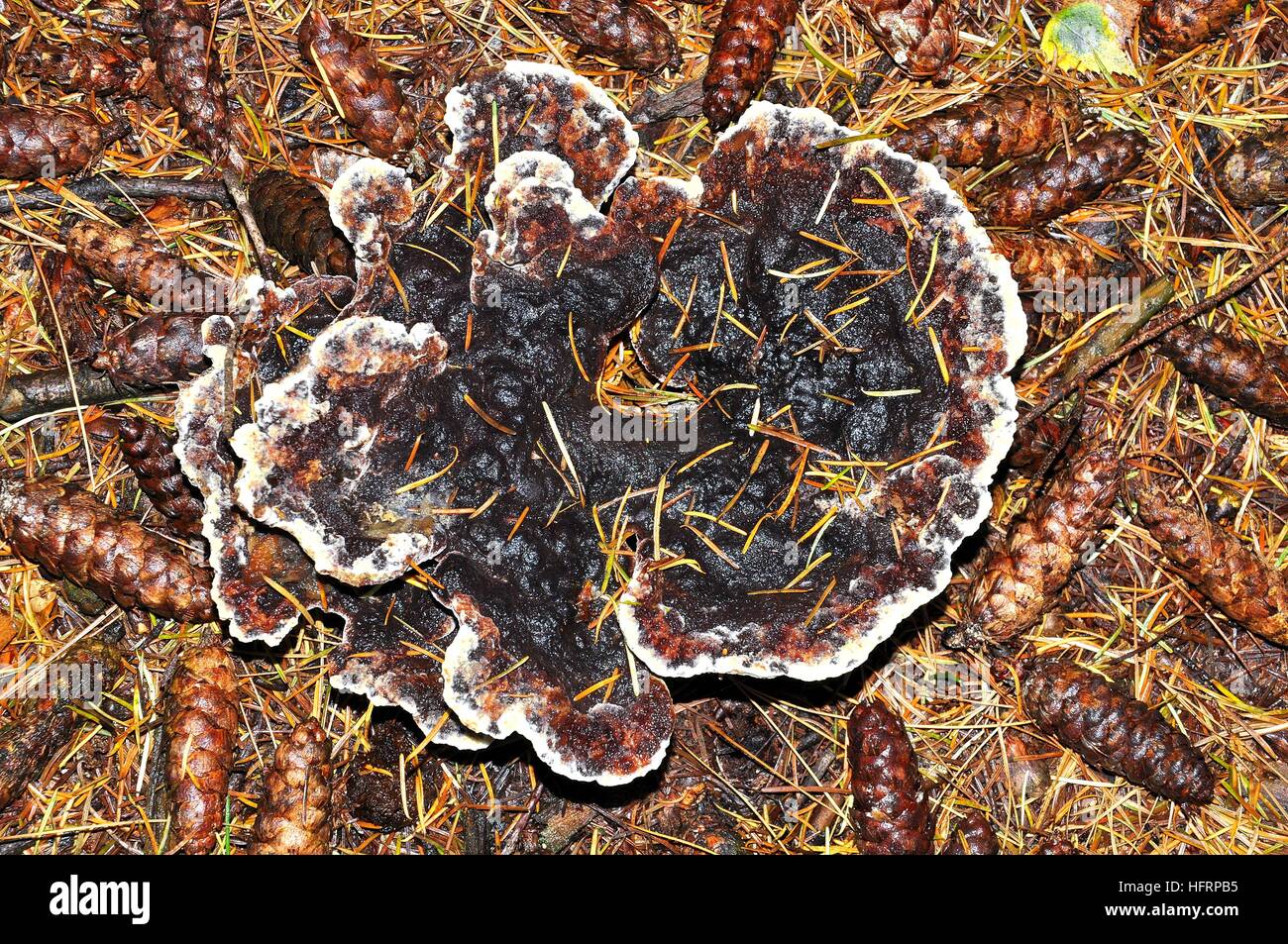 Dyers Polypore fungus Phaeolus schweinitzii in pine forest Stock Photo ...