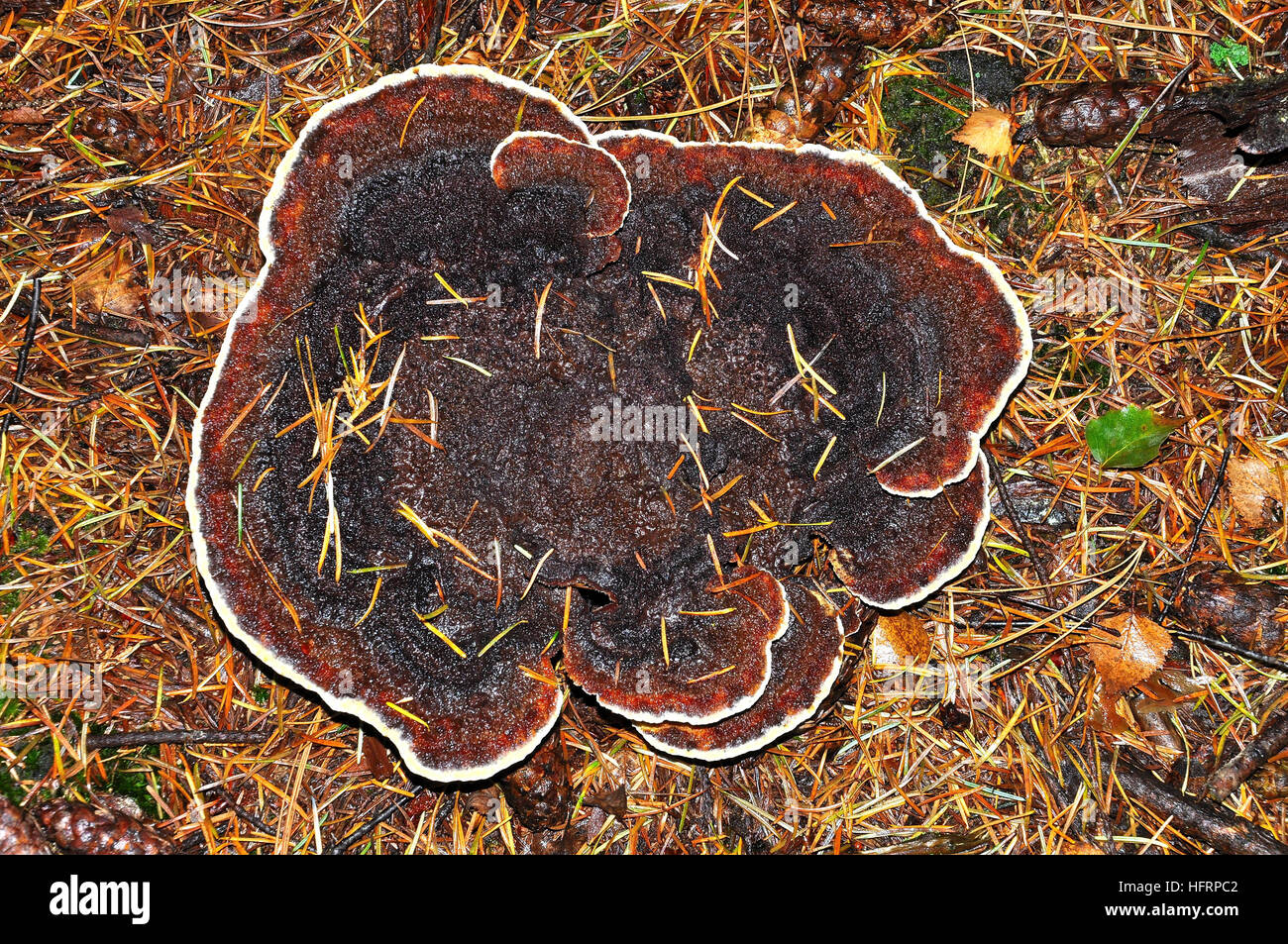 Dyers Polypore fungus Phaeolus schweinitzii in pine forest Stock Photo ...
