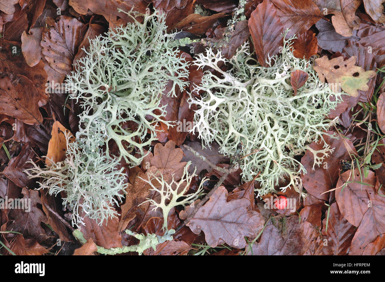 Oak moss Lichen (Evernia Pyunastri Stock Photo - Alamy