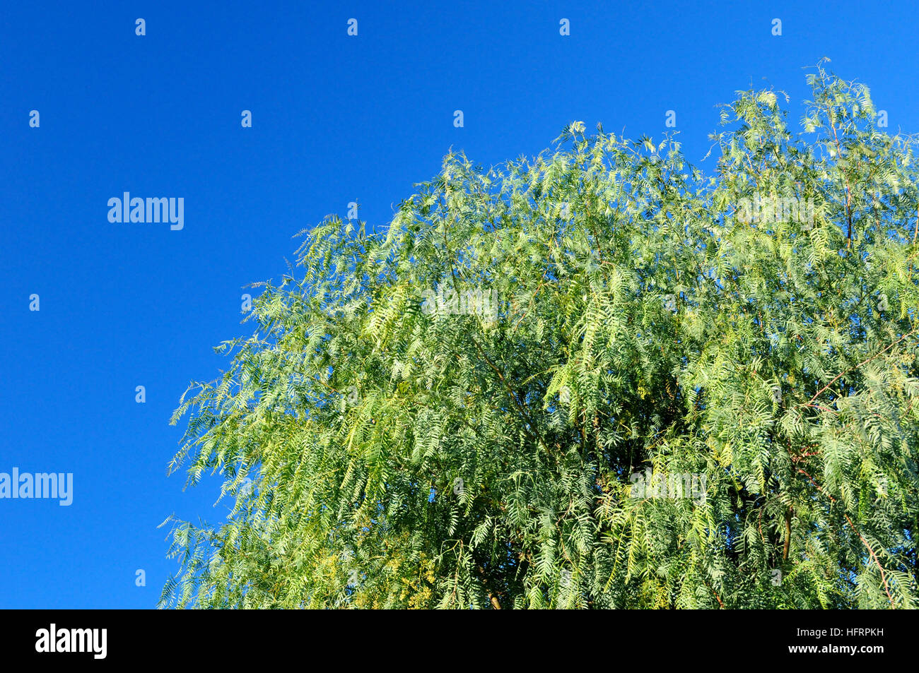 False pepper tree hi-res stock photography and images - Alamy