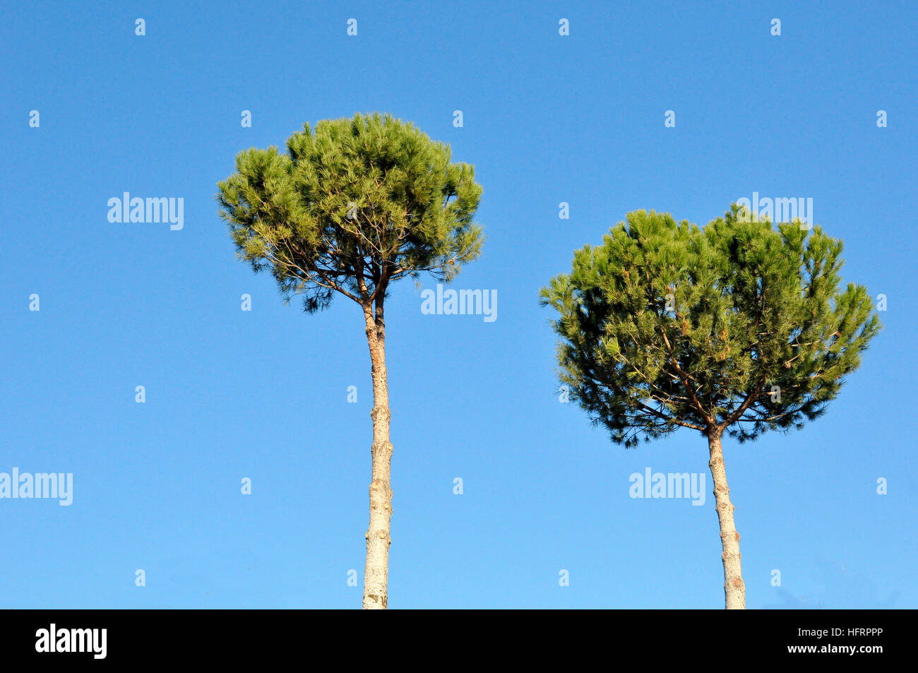 Twin pines hi-res stock photography and images - Alamy