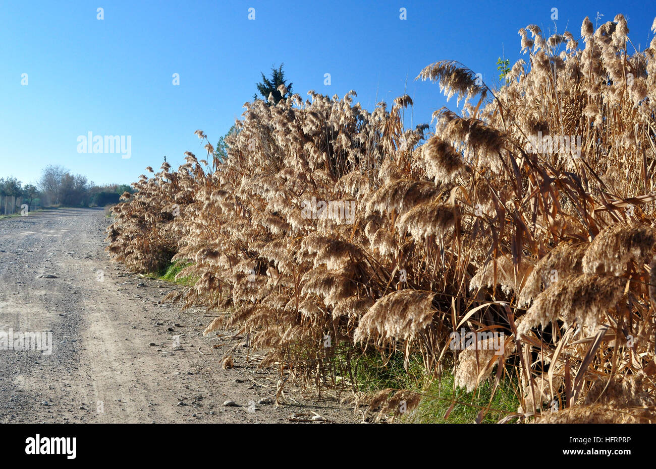 way with reeds Stock Photo - Alamy