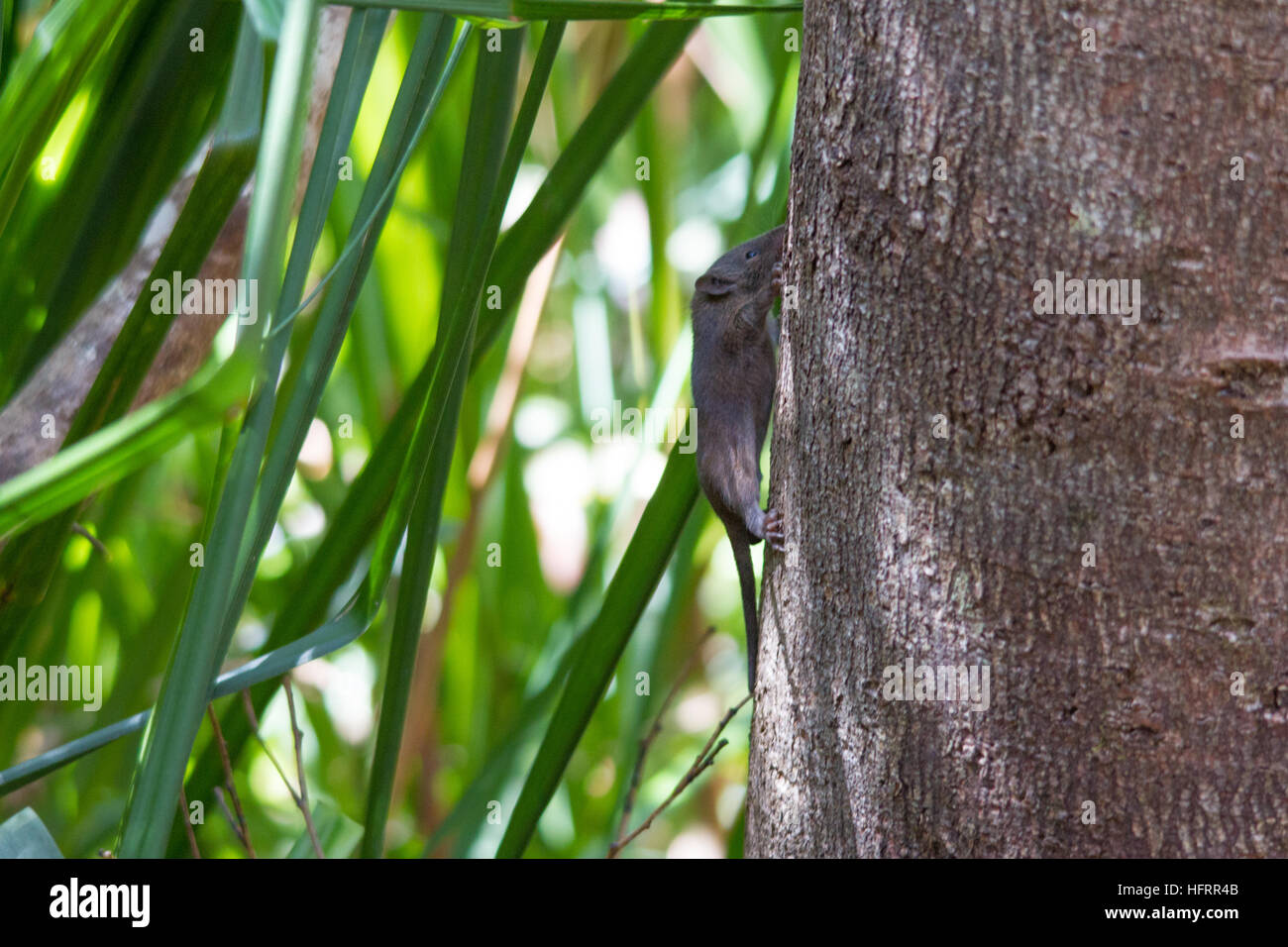 Antechinus swainsonii hi-res stock photography and images - Alamy