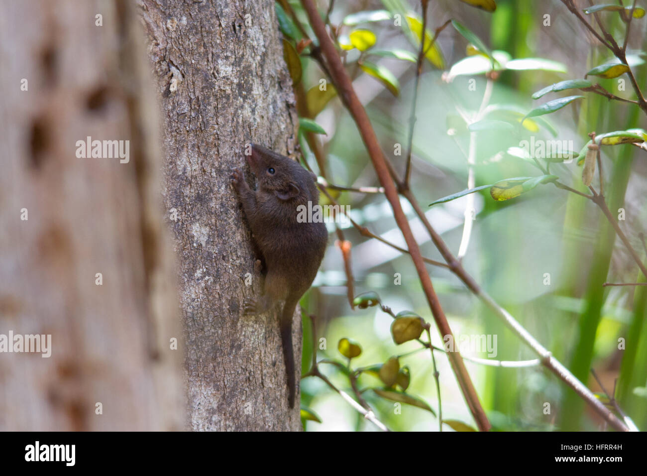 Dusky antechinus hi-res stock photography and images - Alamy