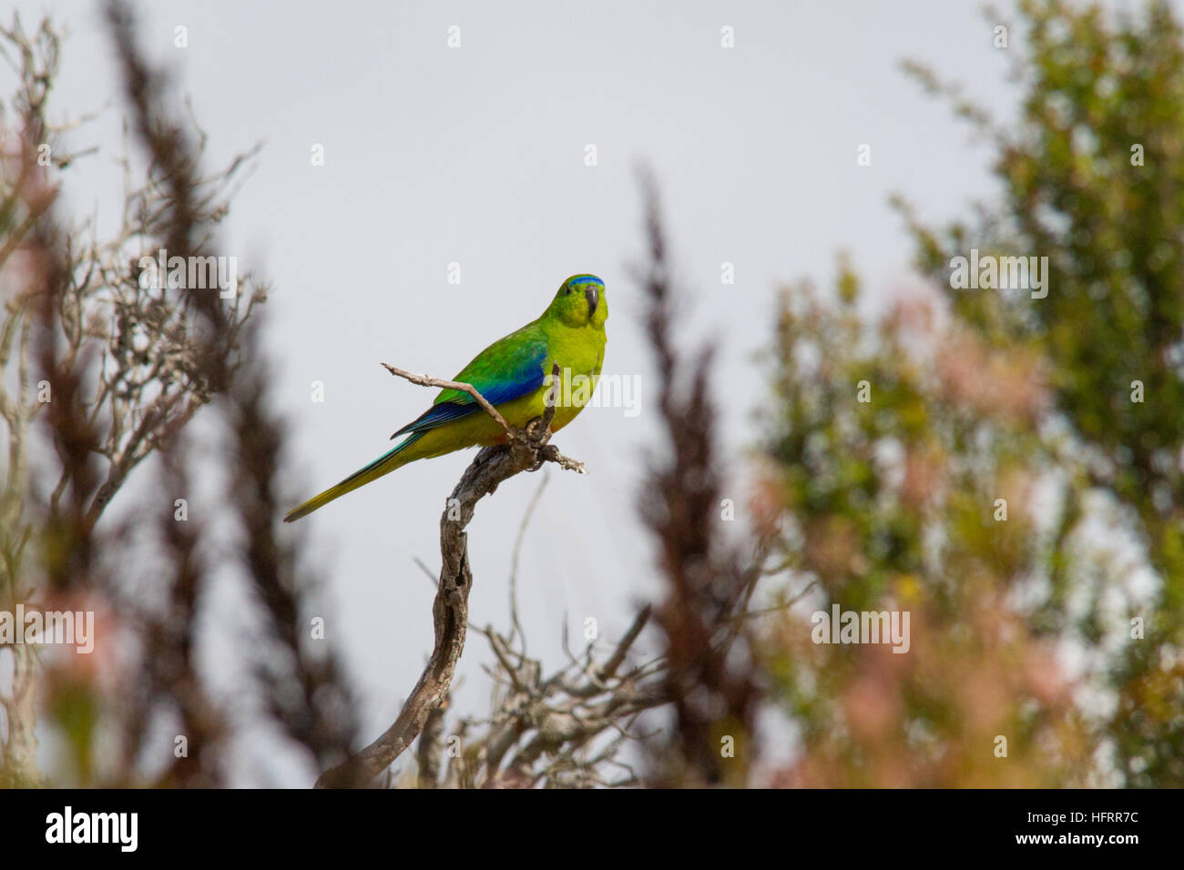 Orange-bellied Parrot (Neophema chrysogaster) perched on a branch Stock ...