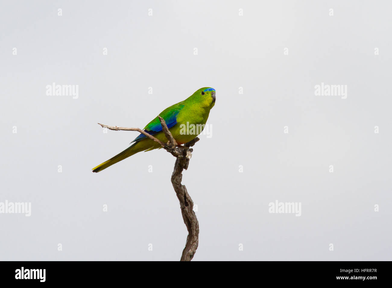Orange-bellied Parrot (Neophema chrysogaster) perched on a branch Stock ...