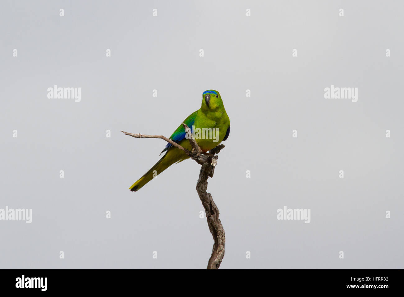 Orange-bellied Parrot (Neophema chrysogaster) perched on a branch Stock ...