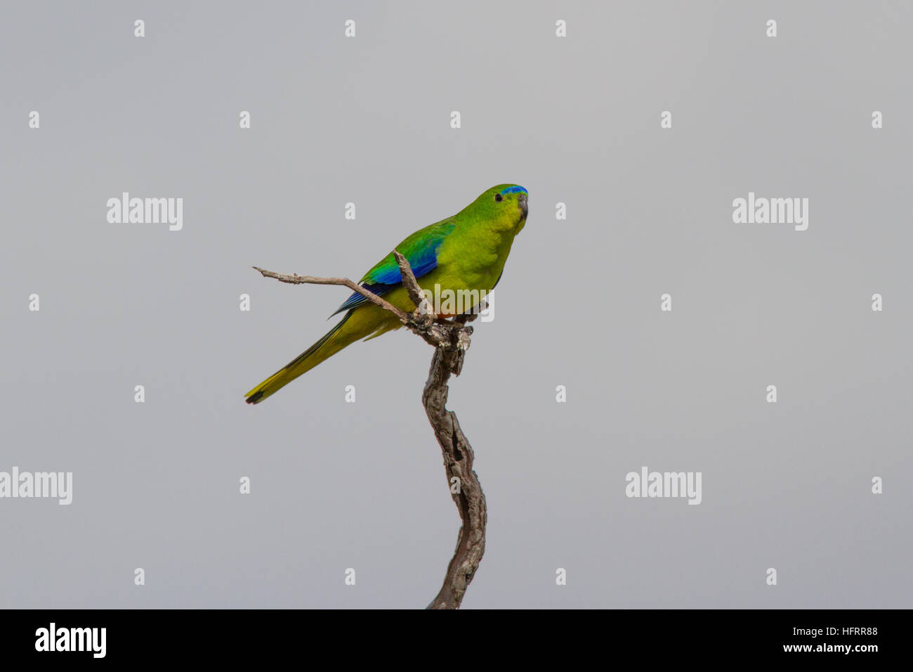 Orange-bellied Parrot (Neophema chrysogaster) perched on a branch Stock ...