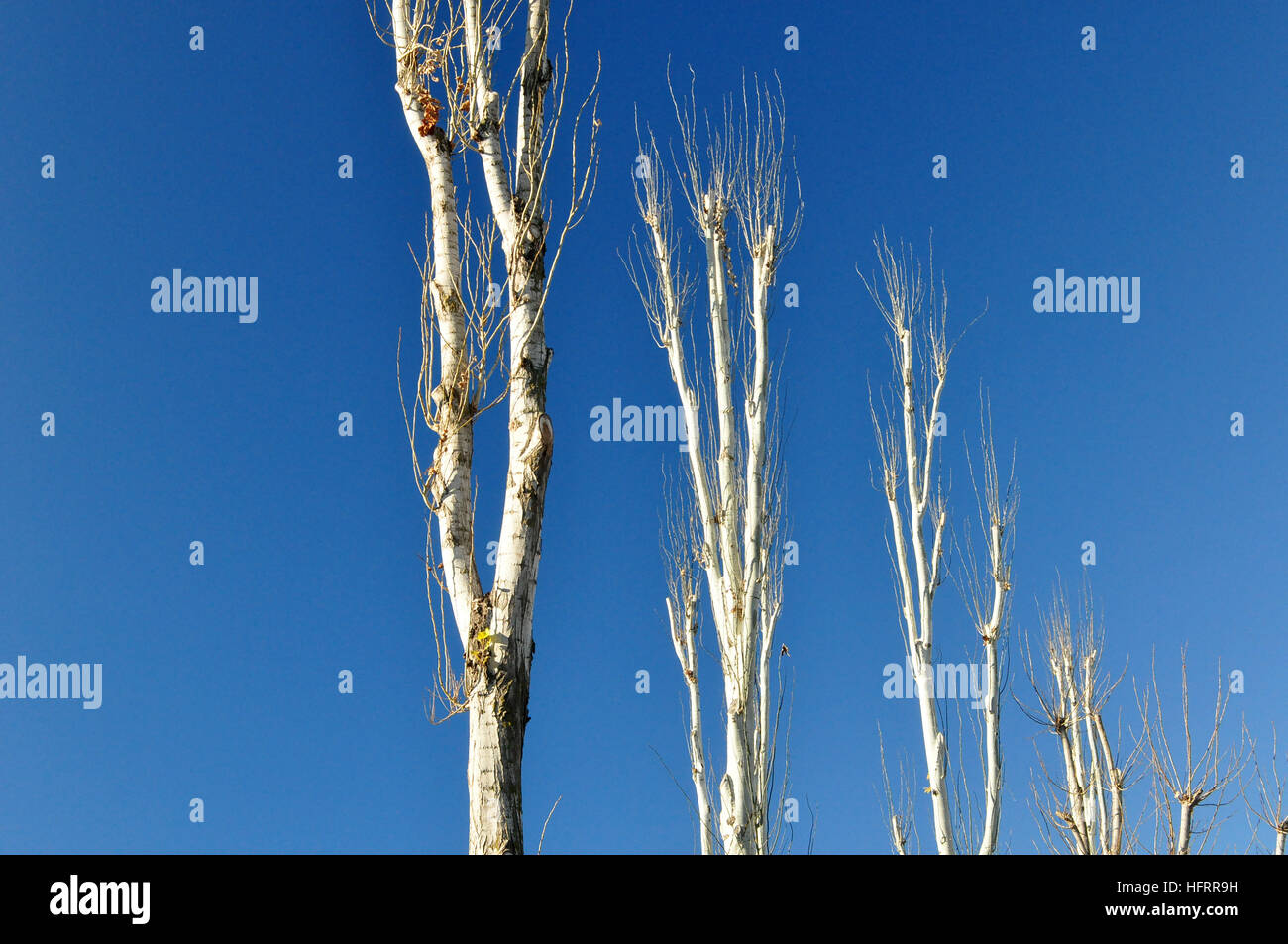 White Poplar Tree High Resolution Stock Photography and Images - Alamy