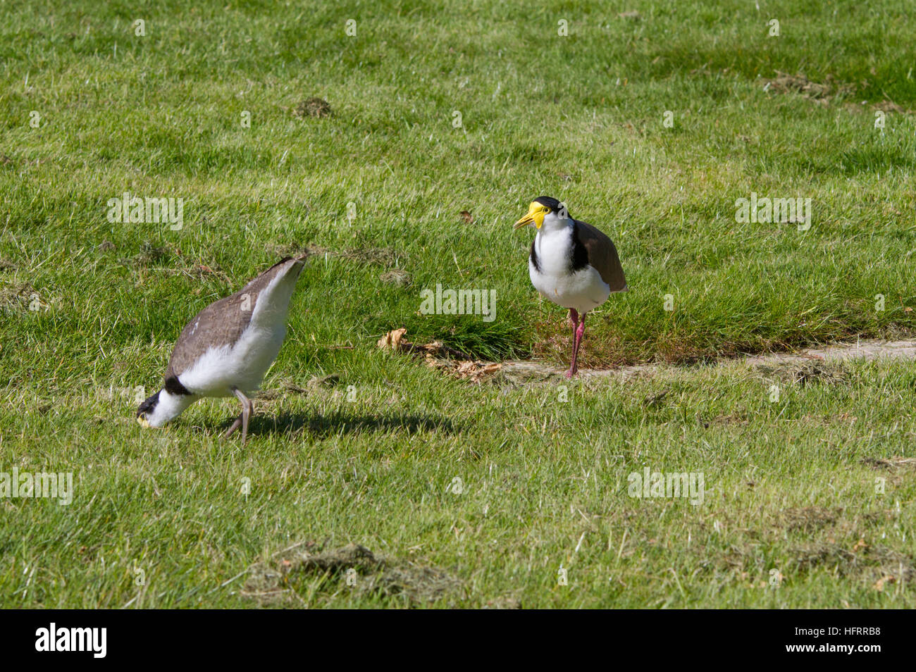 Masked Lapwing (Vanellus miles), also known as the Masked Plover, with ...