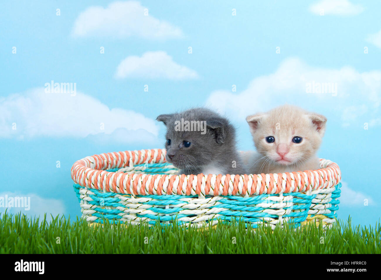 Month old kittens hi-res stock photography and images - Alamy