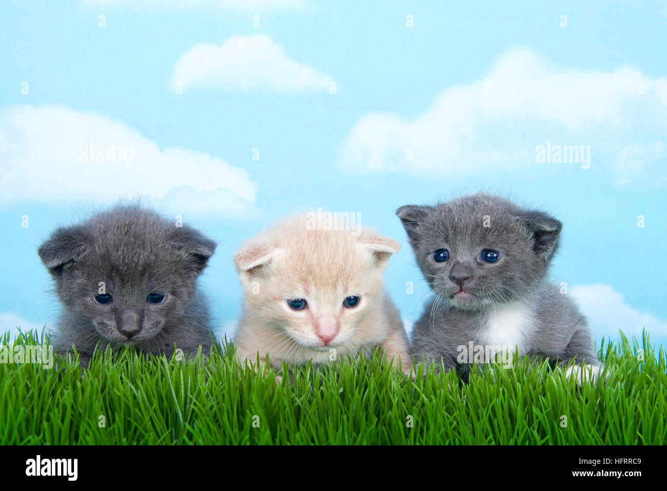 Buff tabby hi-res stock photography and images - Alamy