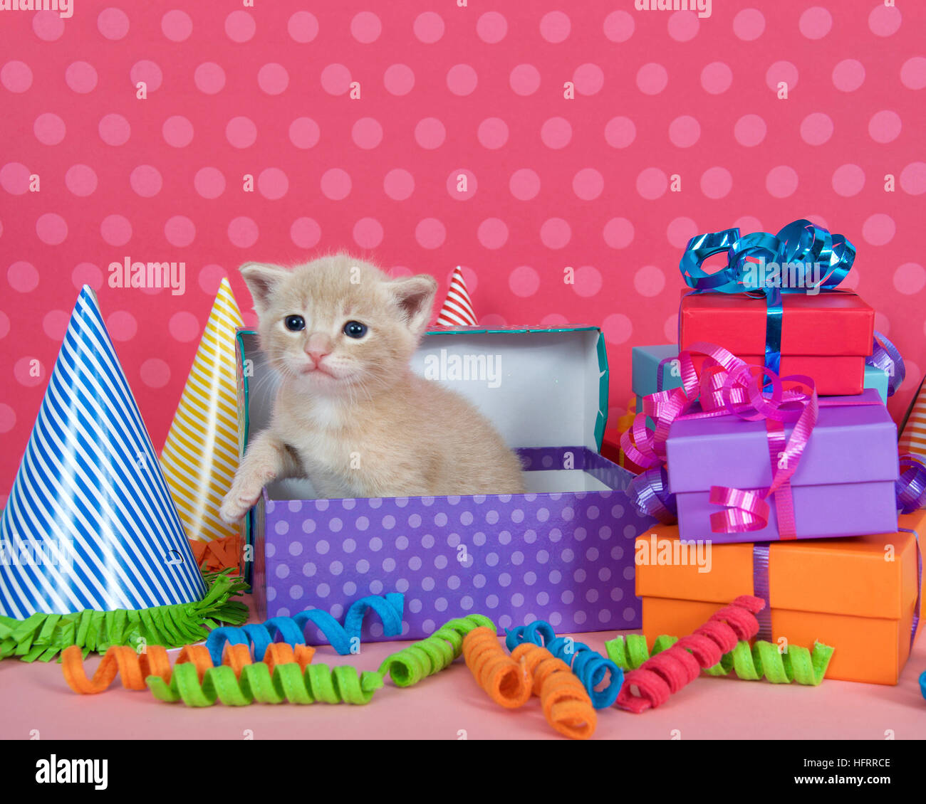 One month old buff orange tabby kitten peeking out of birthday present ...