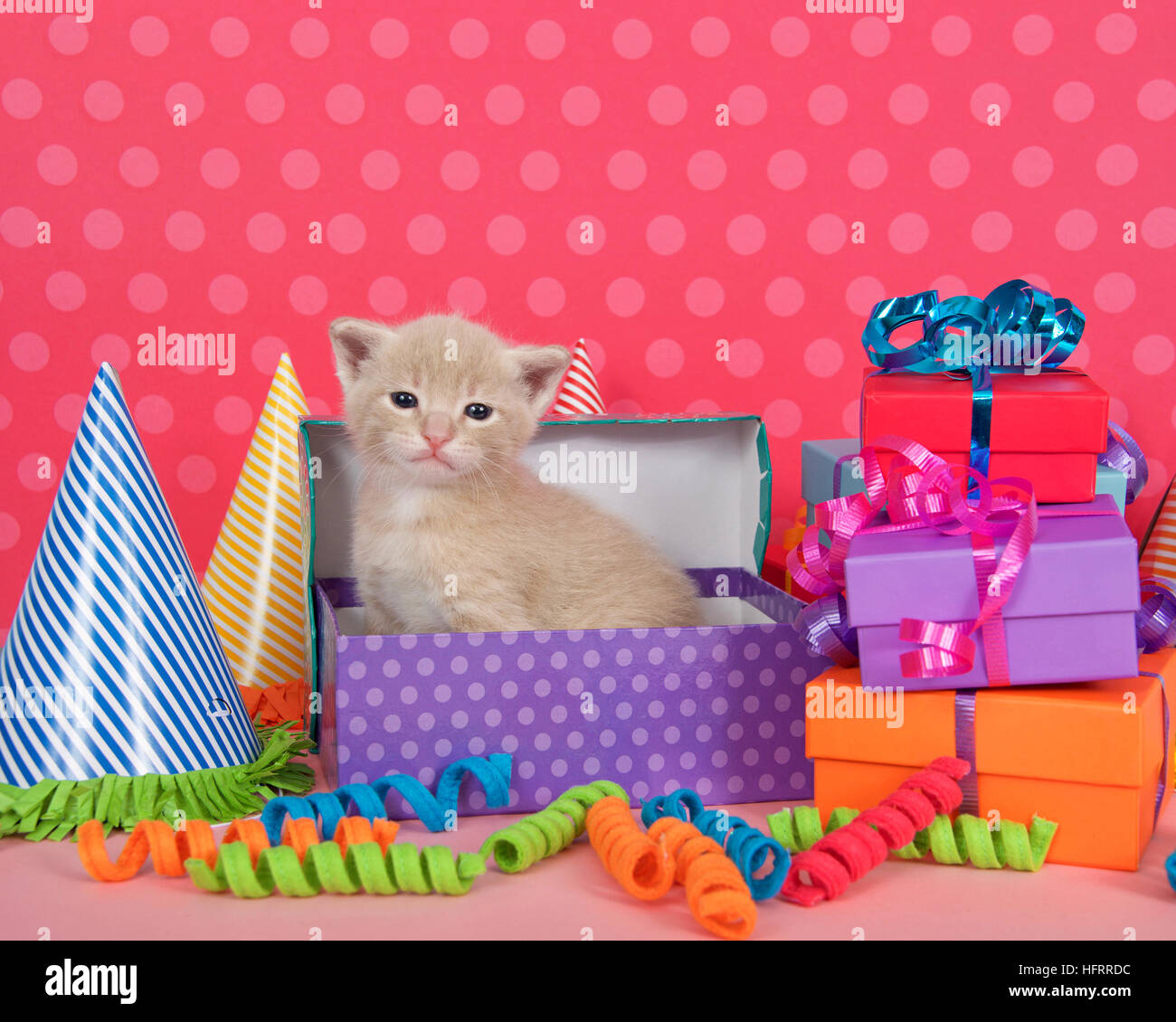 Buff tabby hi-res stock photography and images - Alamy