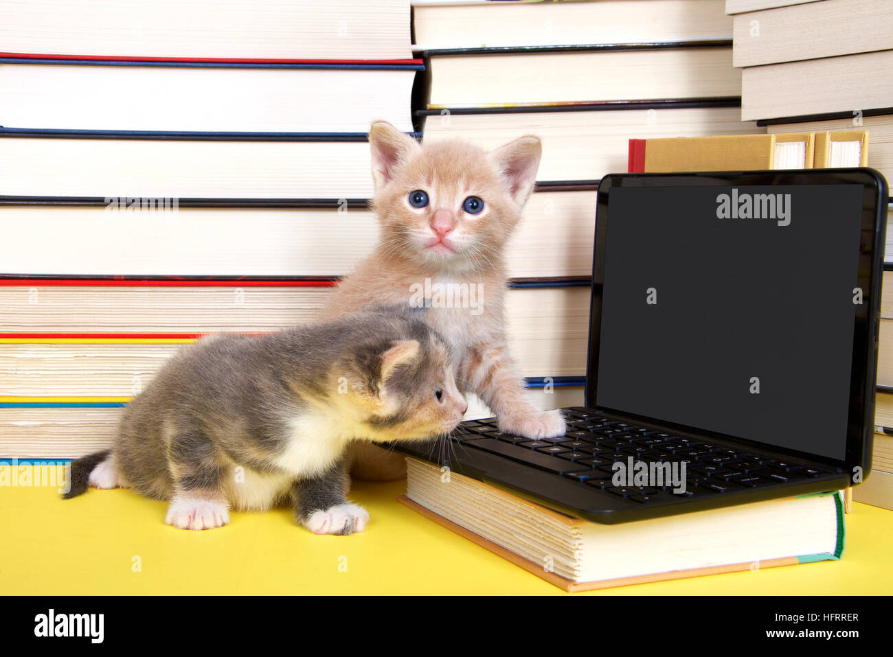 male orange tabby kitten looking at miniature laptop computer. Female ...