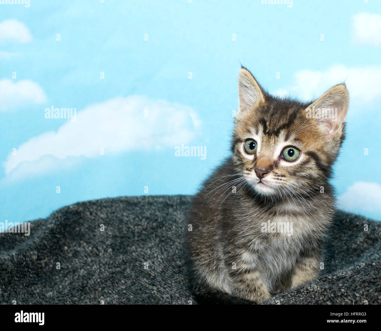 Tricolor tabby kitten 7 weeks old sitting on a textured gray pad blue ...