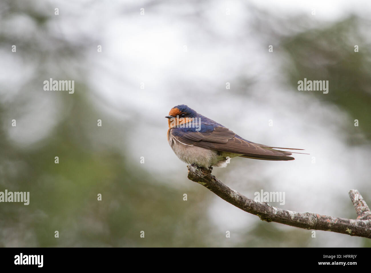 Welcome swallows hi-res stock photography and images - Alamy