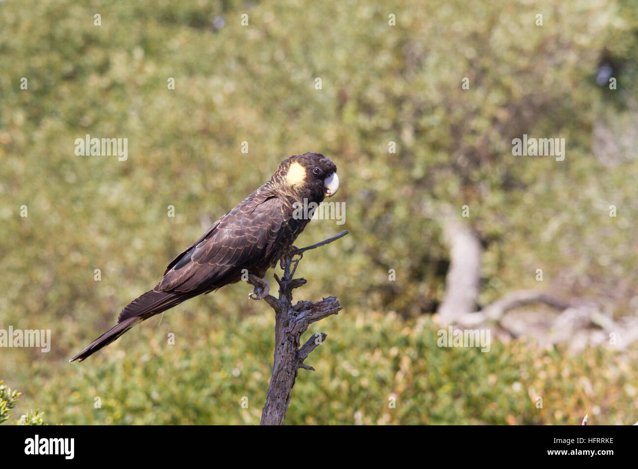 Yellow tailed black cockatoo hi-res stock photography and images - Alamy