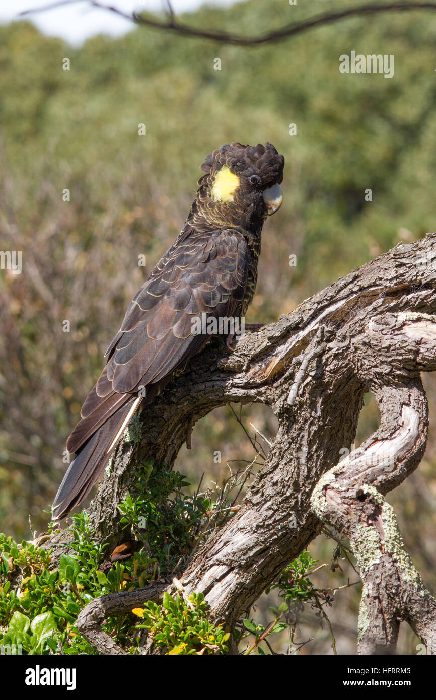 Yellow tailed black cockatoo hi-res stock photography and images - Alamy