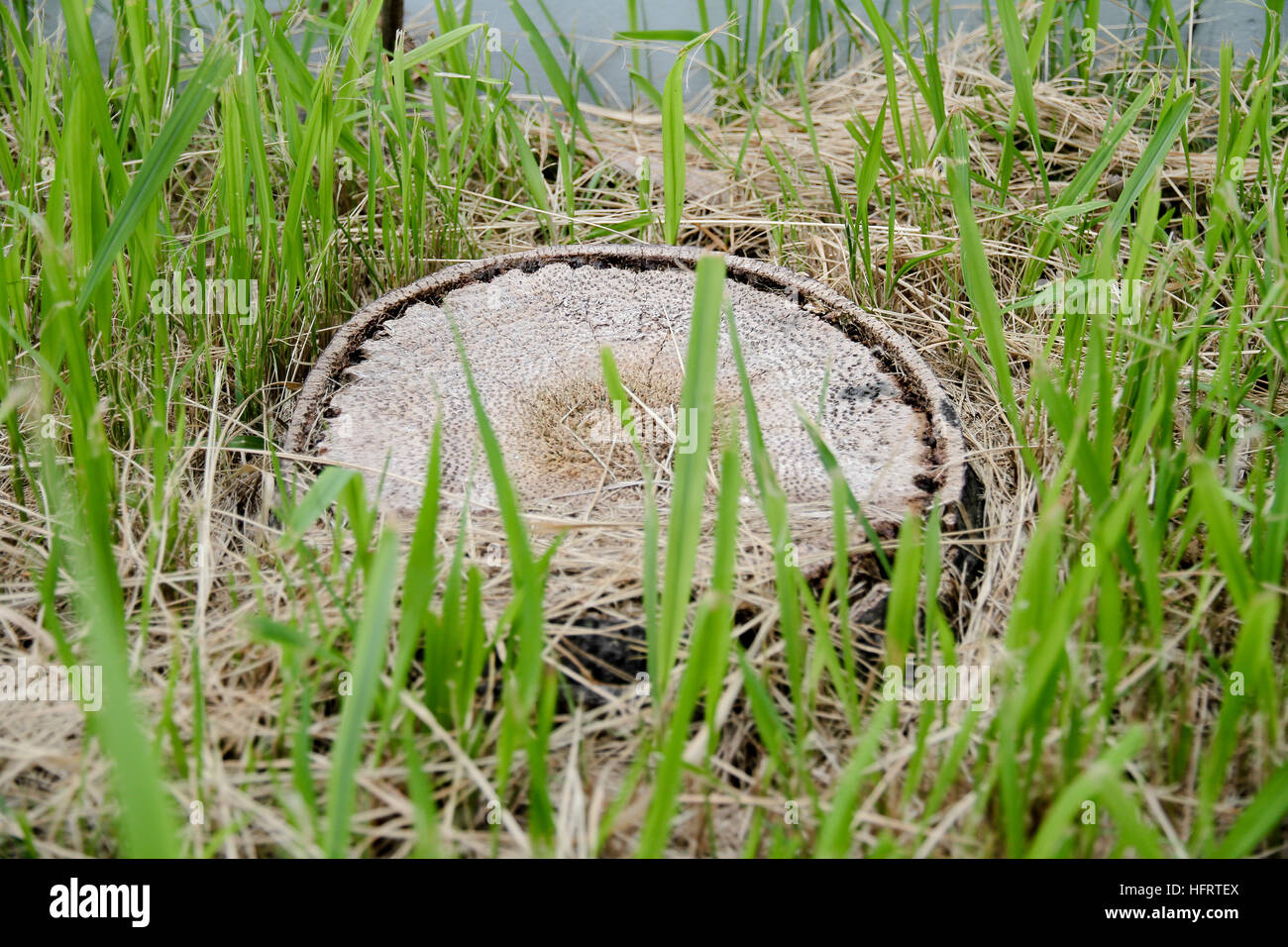 Shredded Rubber Floor Stock Photo - Alamy