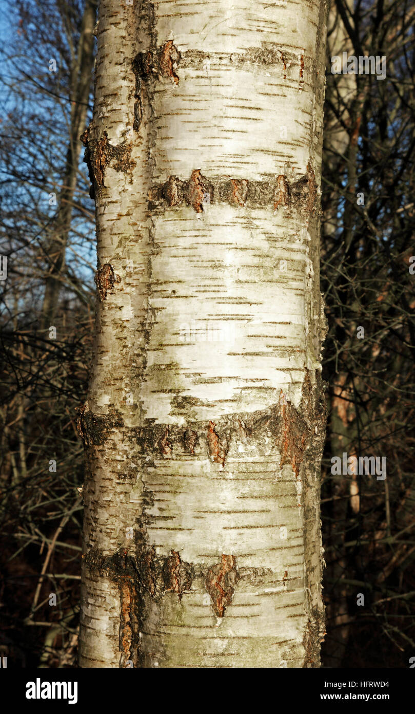 The white bark of a Silver Birch tree, Betula pendula Stock Photo - Alamy