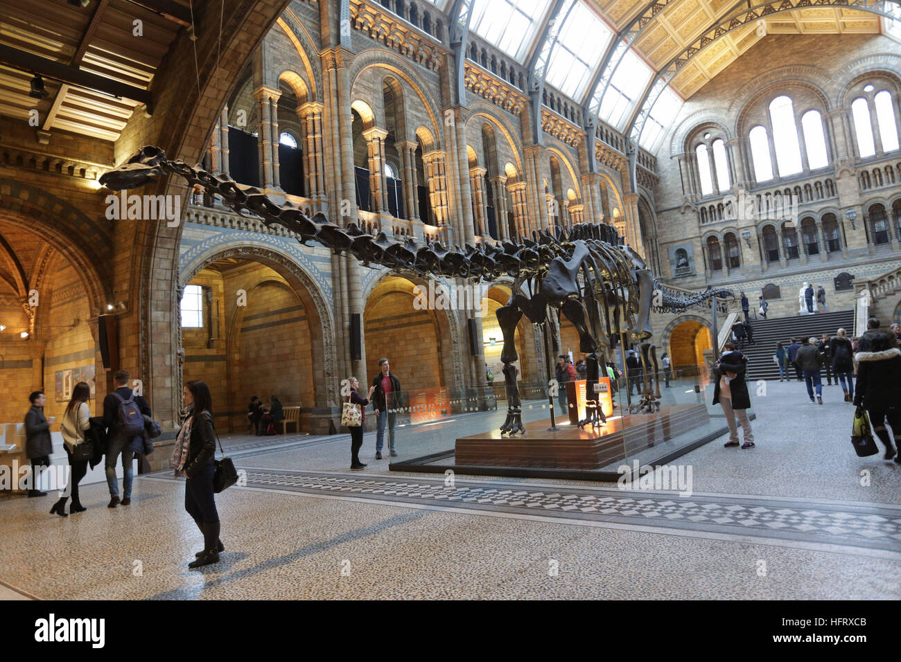 The replica model dippy diplodocus on display hi-res stock photography ...
