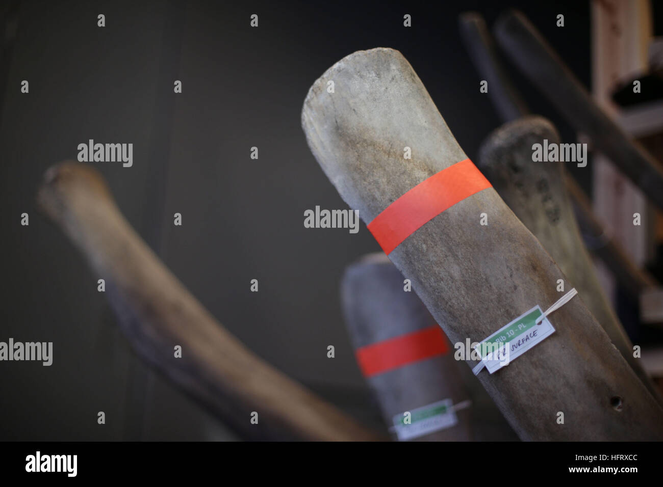 Blue whale skeleton being prepared hi-res stock photography and images ...