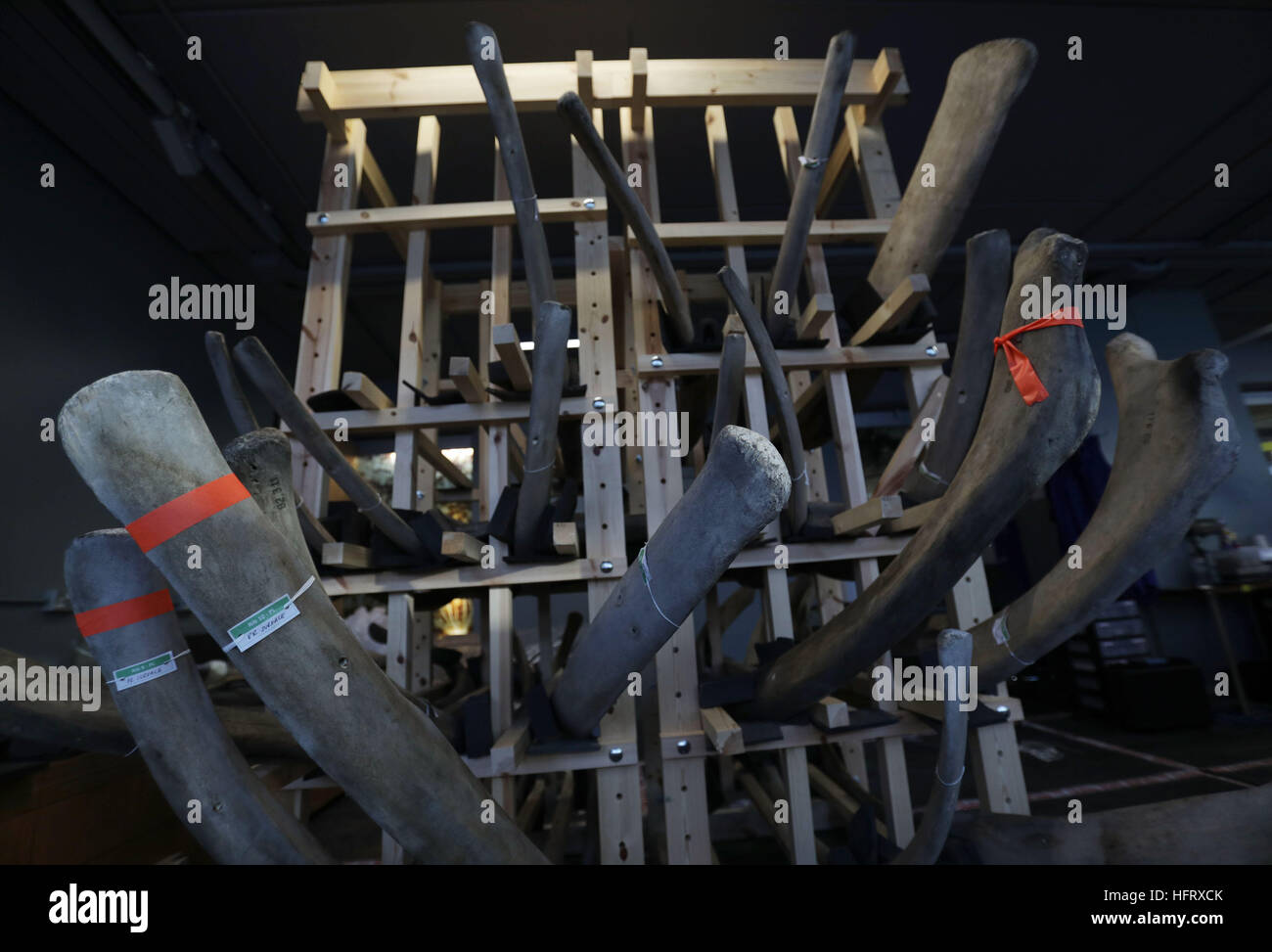 A rack holding ribs belonging to the blue whale skeleton being prepared ...
