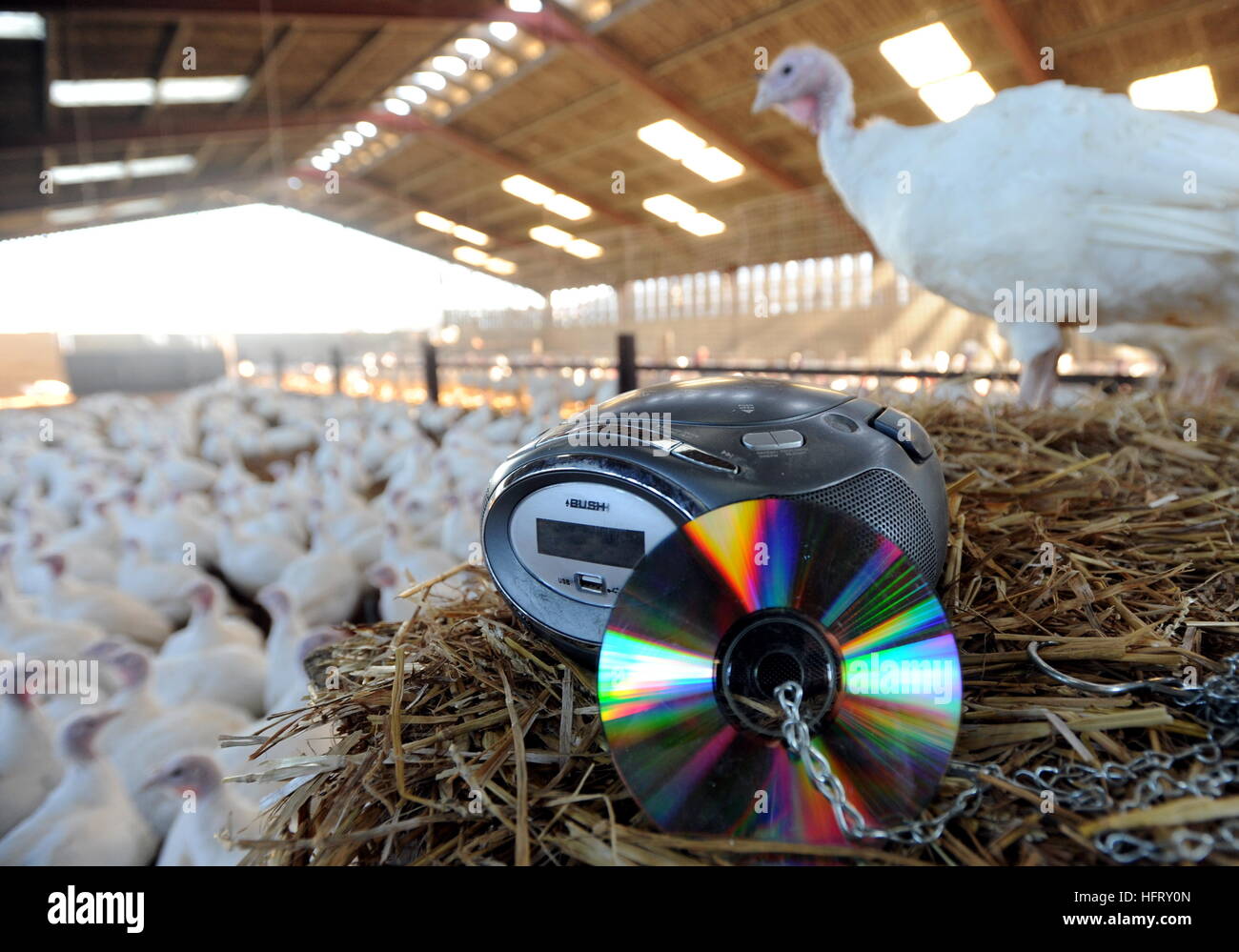 Jenny Hyett of Pound Farm Shop in Whaddon, near Gloucester, England has ...