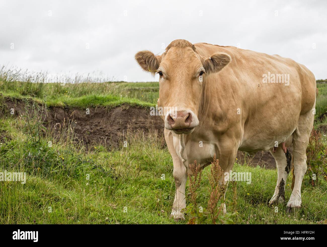 Curious cow in Yorkshire,England Stock Photo - Alamy