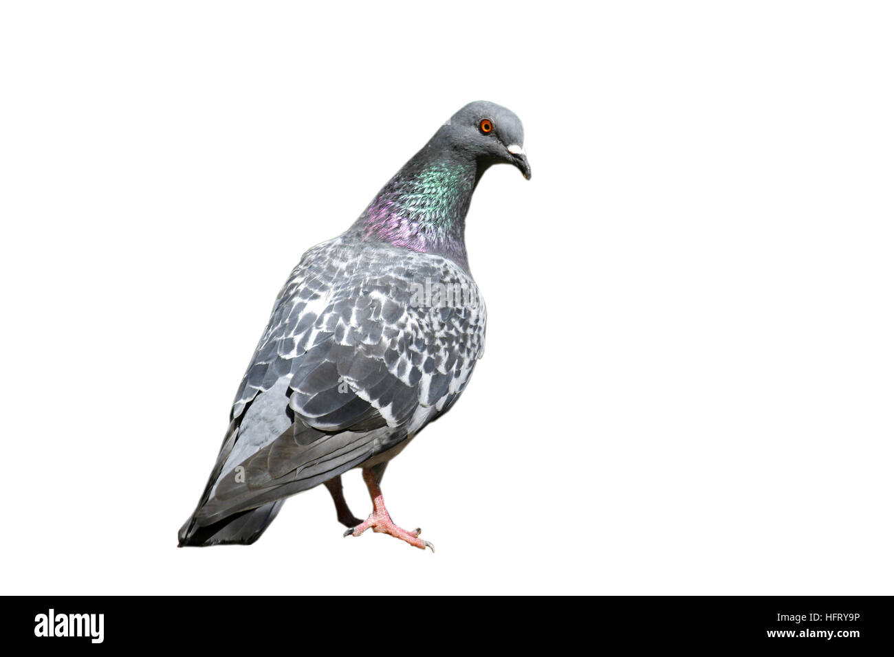 Pigeon close up on Cut Out Stock Images & Pictures - Alamy