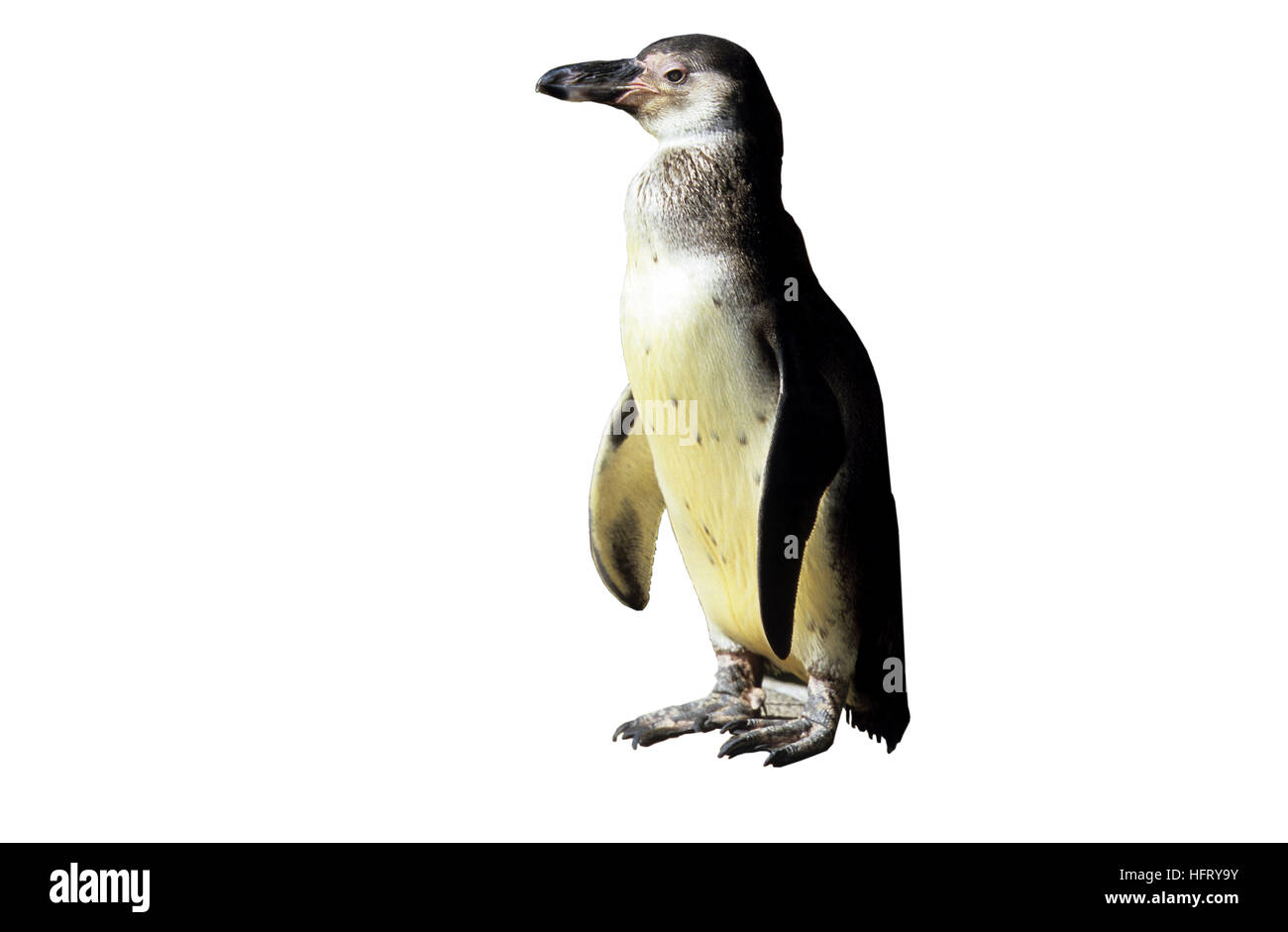 Penguin white background hi-res stock photography and images - Alamy