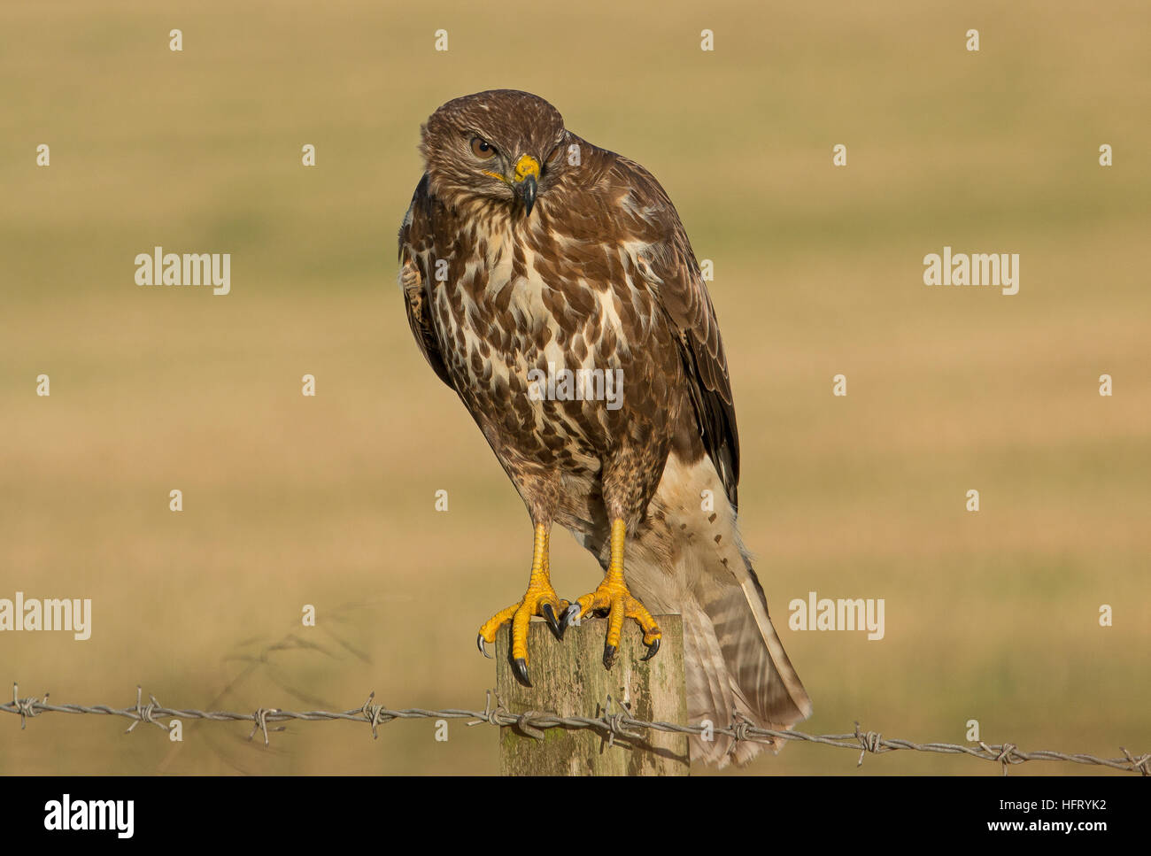 Common buzzard buteo hawk raptor bird of prey glasgow scotland hi-res ...