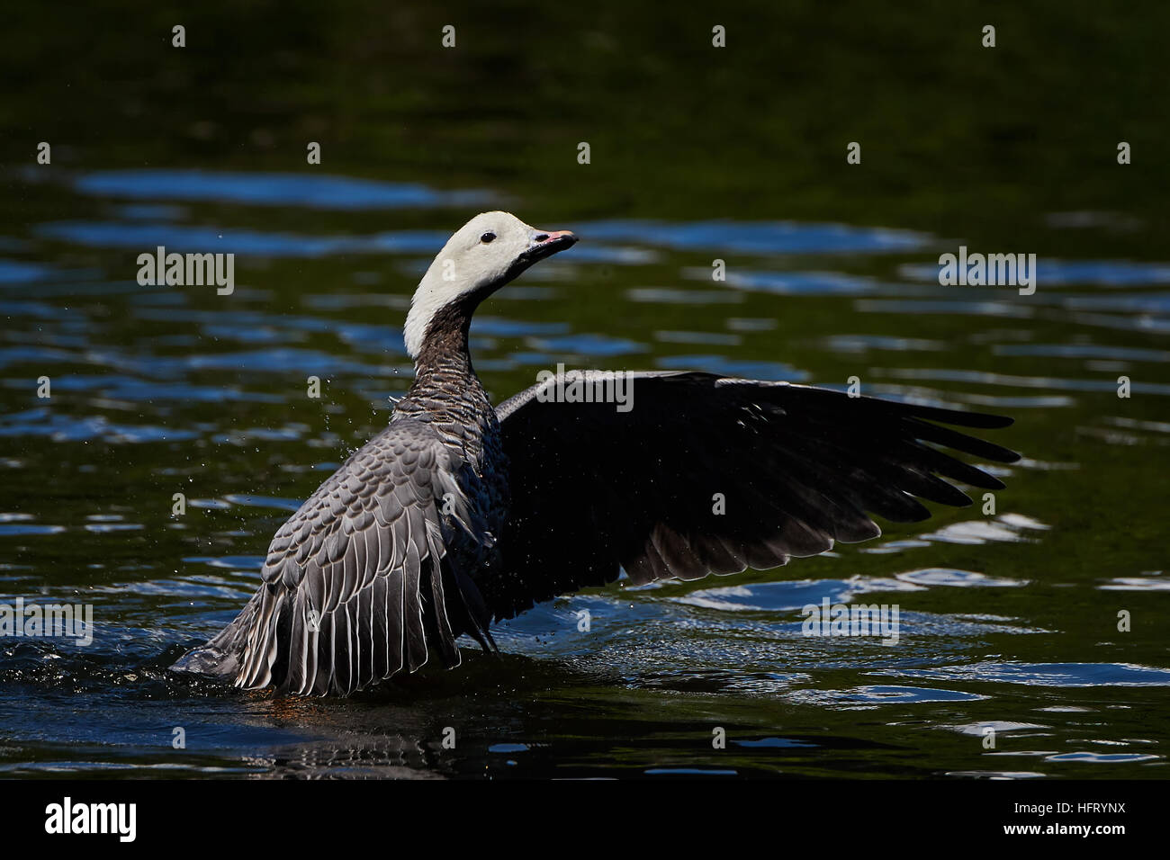 Emperor goose hi-res stock photography and images - Alamy