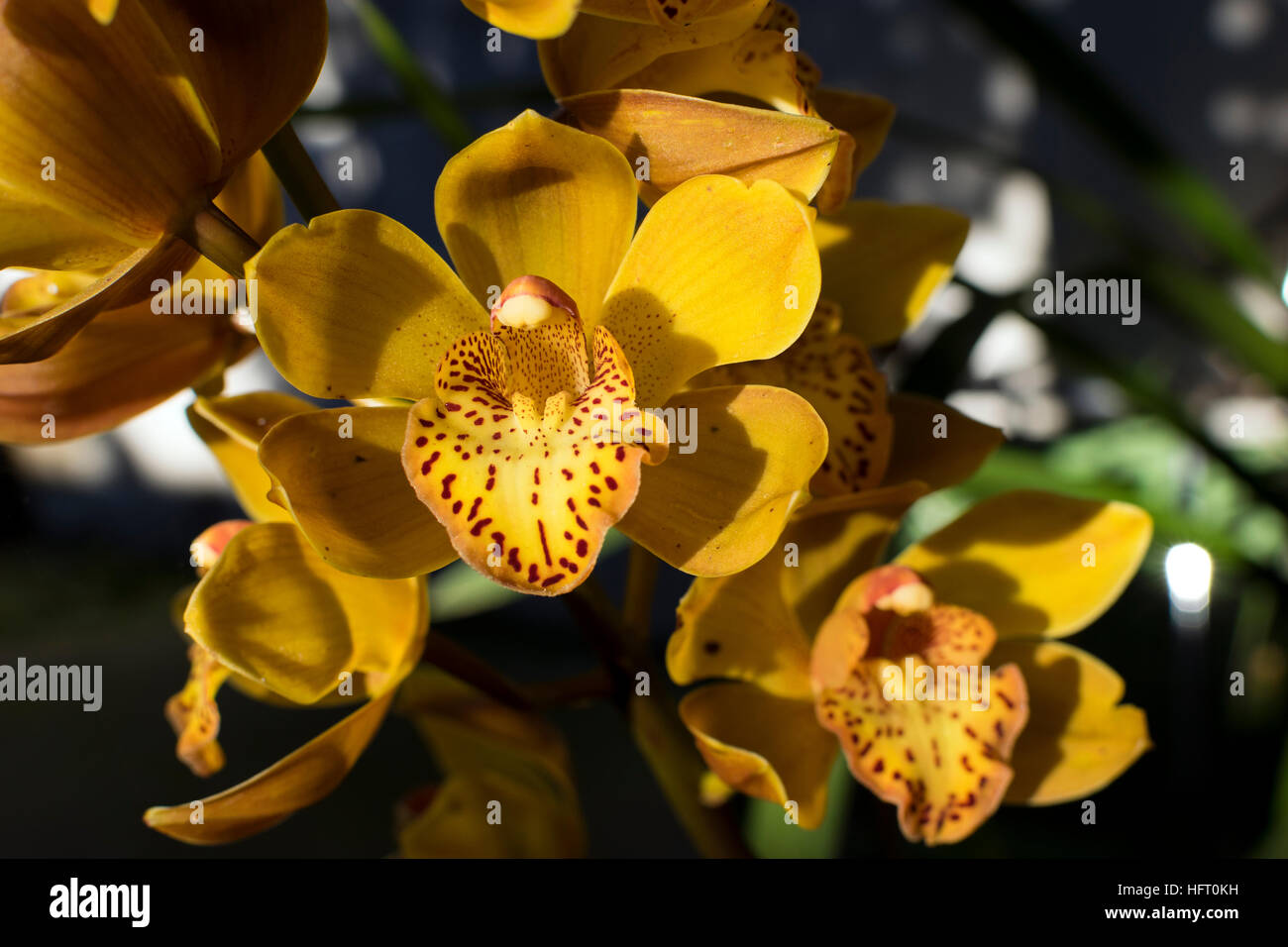 Orchids biology hi-res stock photography and images - Alamy