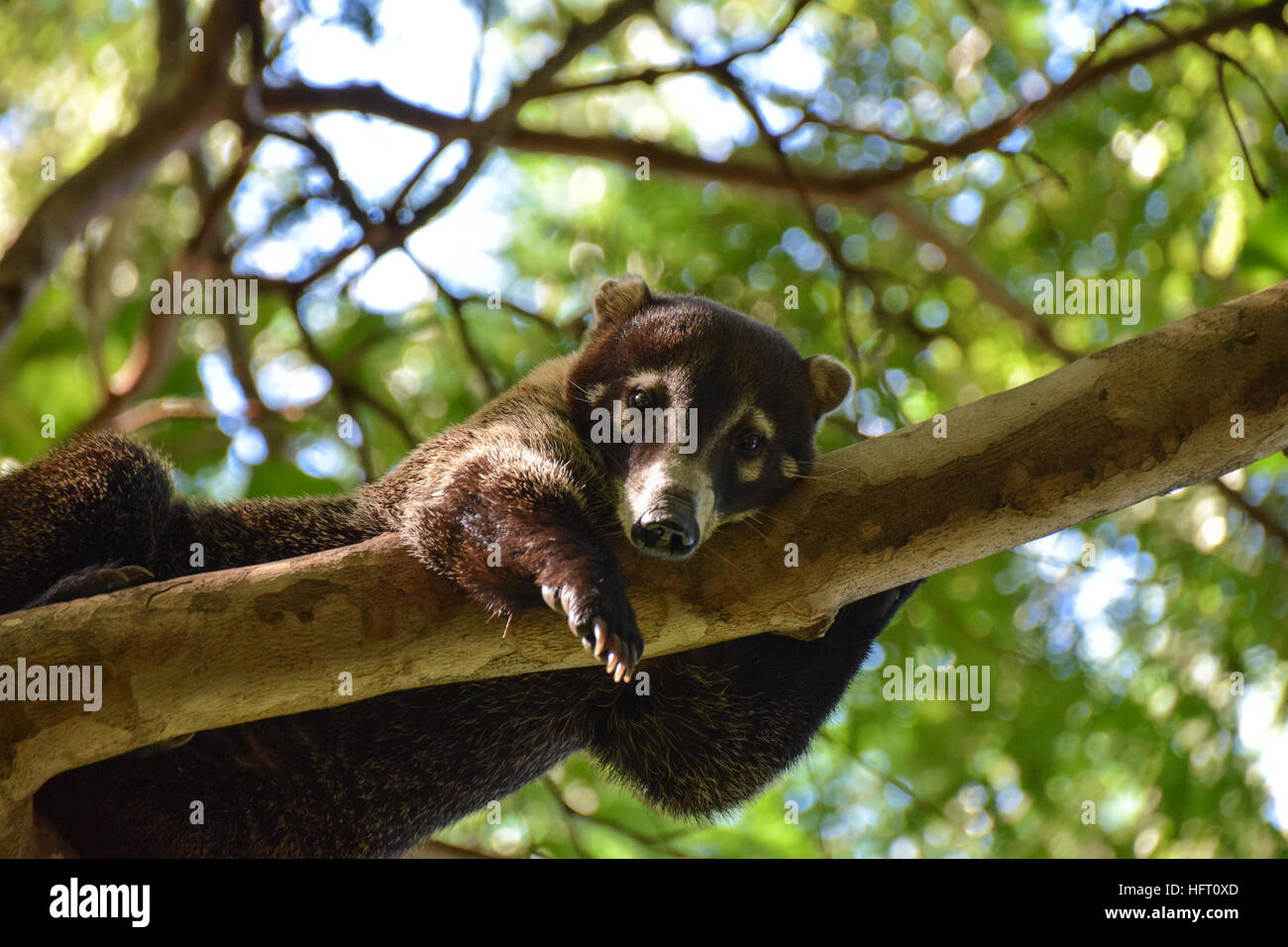 Wild coati (coatimundi) stretching out on a tree in Guanacaste, Costa ...