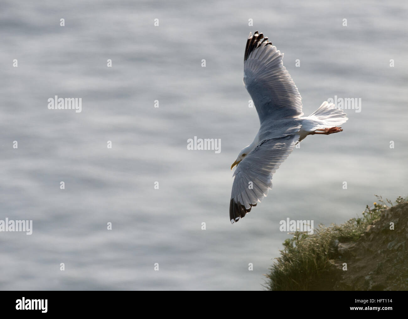 Herring Gull-Larus argentatus steals an egg from a Razorbills nest. R.S ...