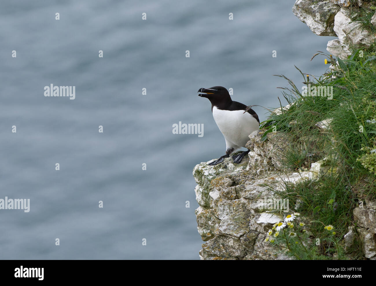 Razorbill hi-res stock photography and images - Alamy