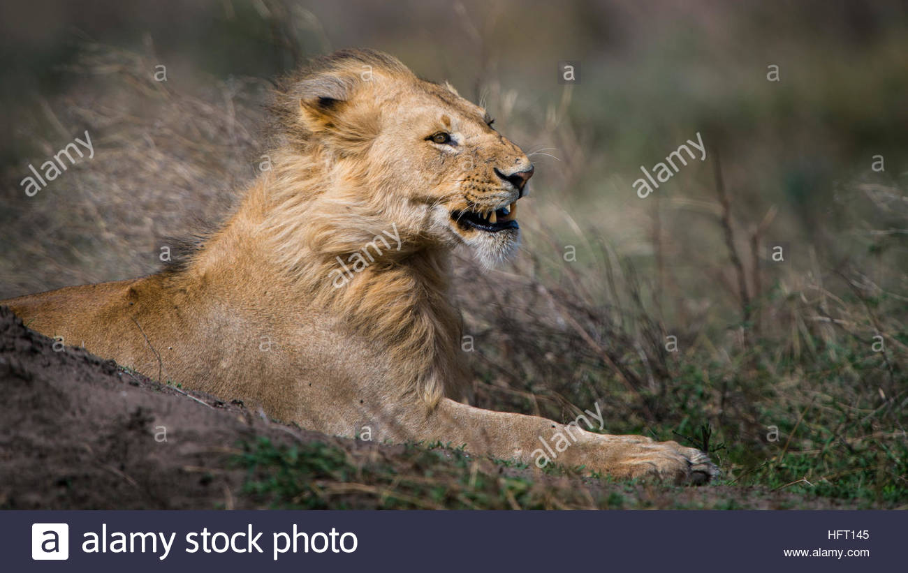 Male Lion In The Wind Stock Photos & Male Lion In The Wind Stock Images ...