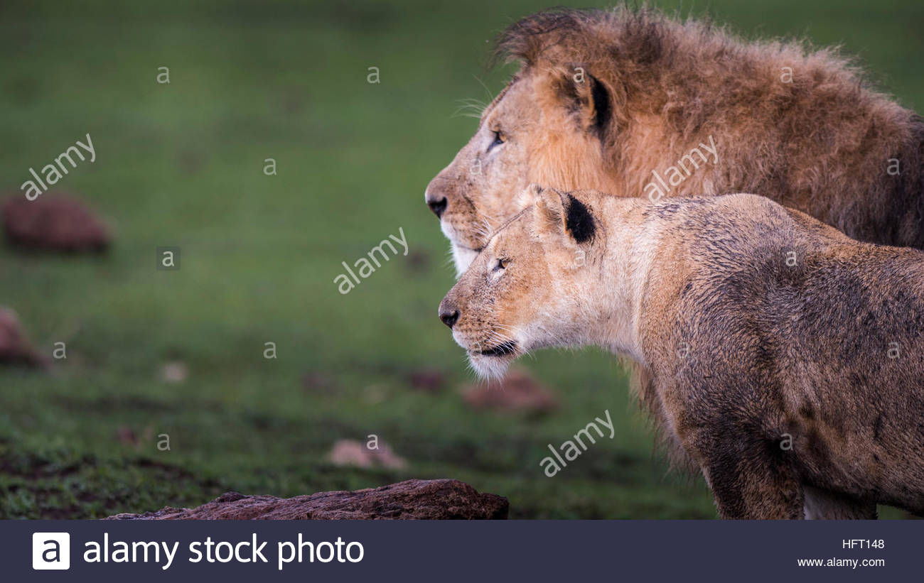 Female Lions Stock Photos & Female Lions Stock Images - Alamy