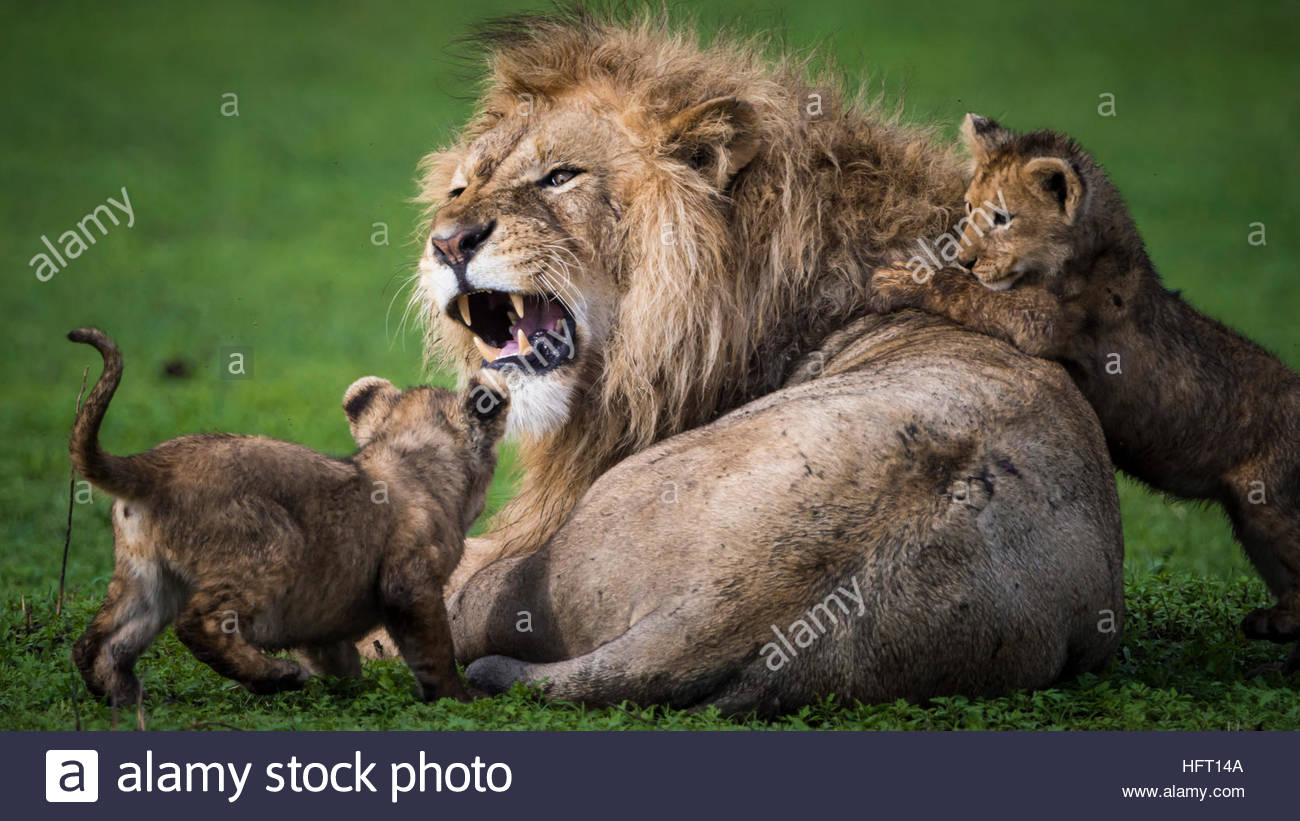 Lion Growling Stock Photos & Lion Growling Stock Images - Alamy