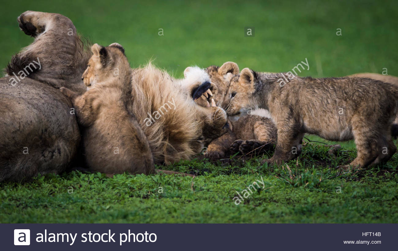 Lions And Lion Cubs High Resolution Stock Photography and Images - Alamy