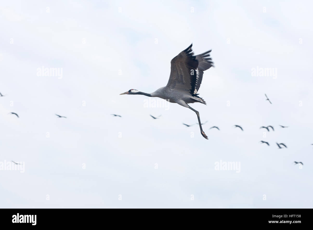 common cranes fly in the sky Stock Photo - Alamy