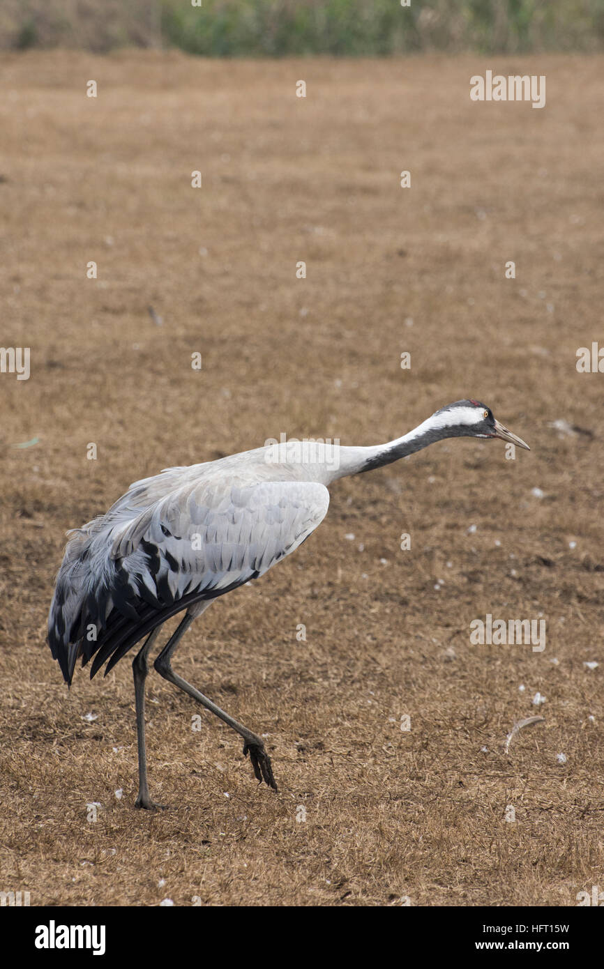 common crane seaking food in the field Stock Photo - Alamy