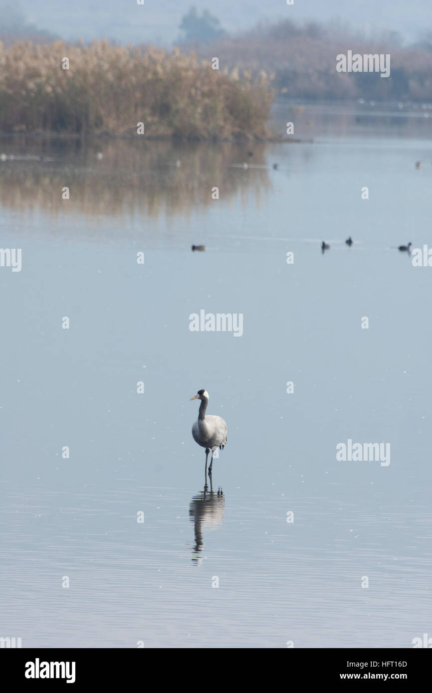 a common crane stands alone in the pond with his reflection Stock Photo ...