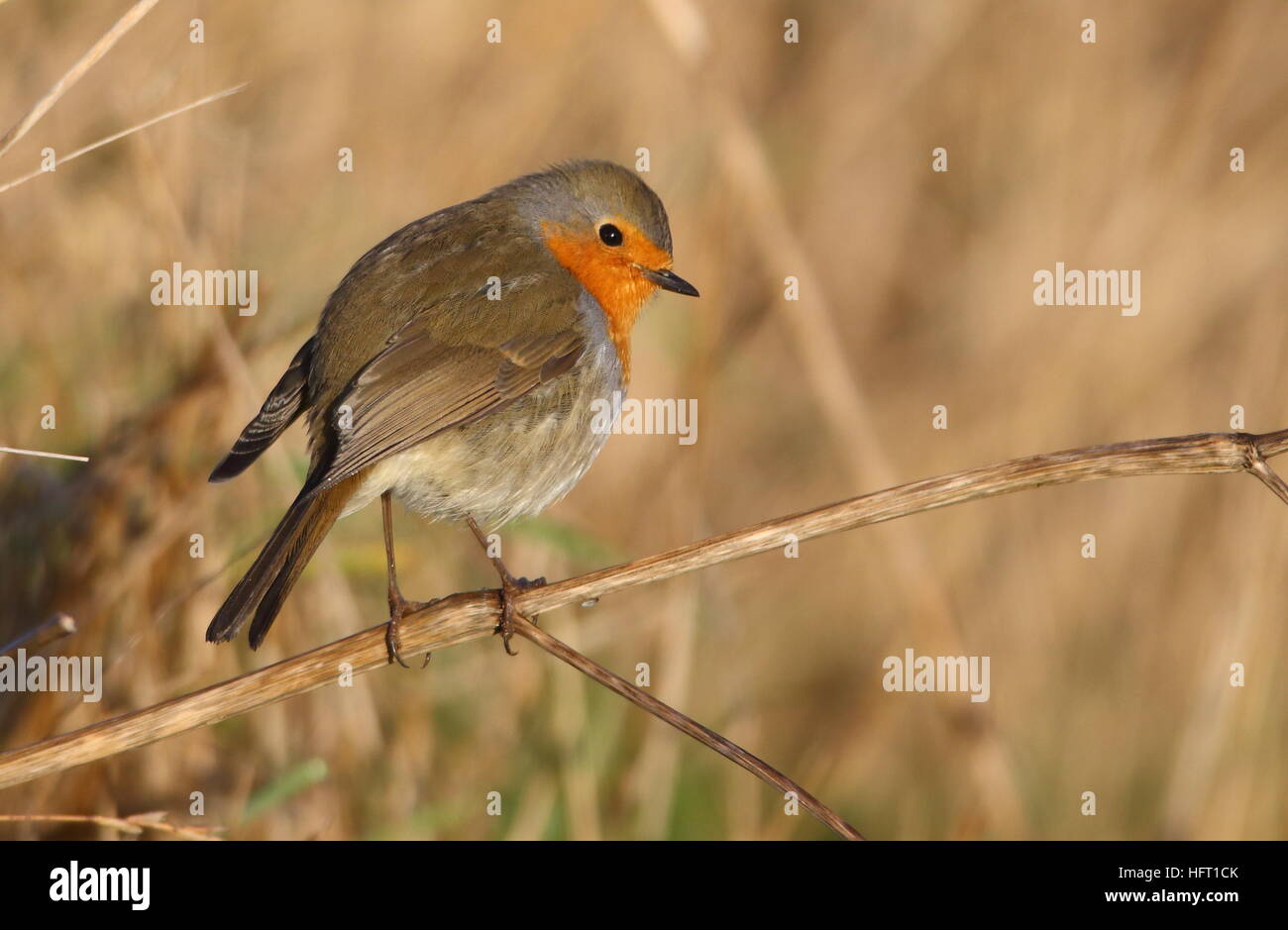 Rspb favourite hi-res stock photography and images - Alamy