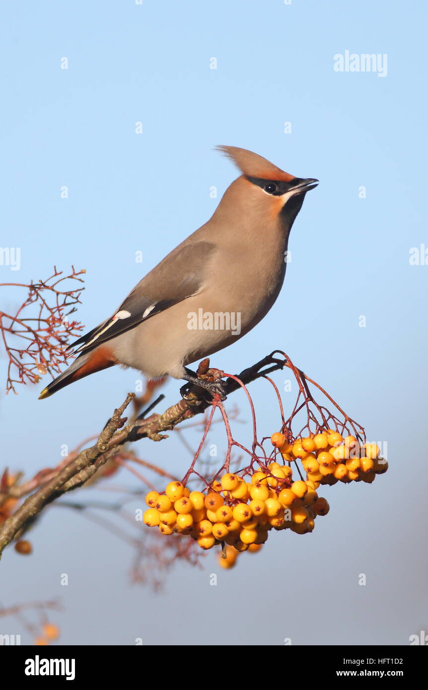 Waxwing invasion hi-res stock photography and images - Alamy