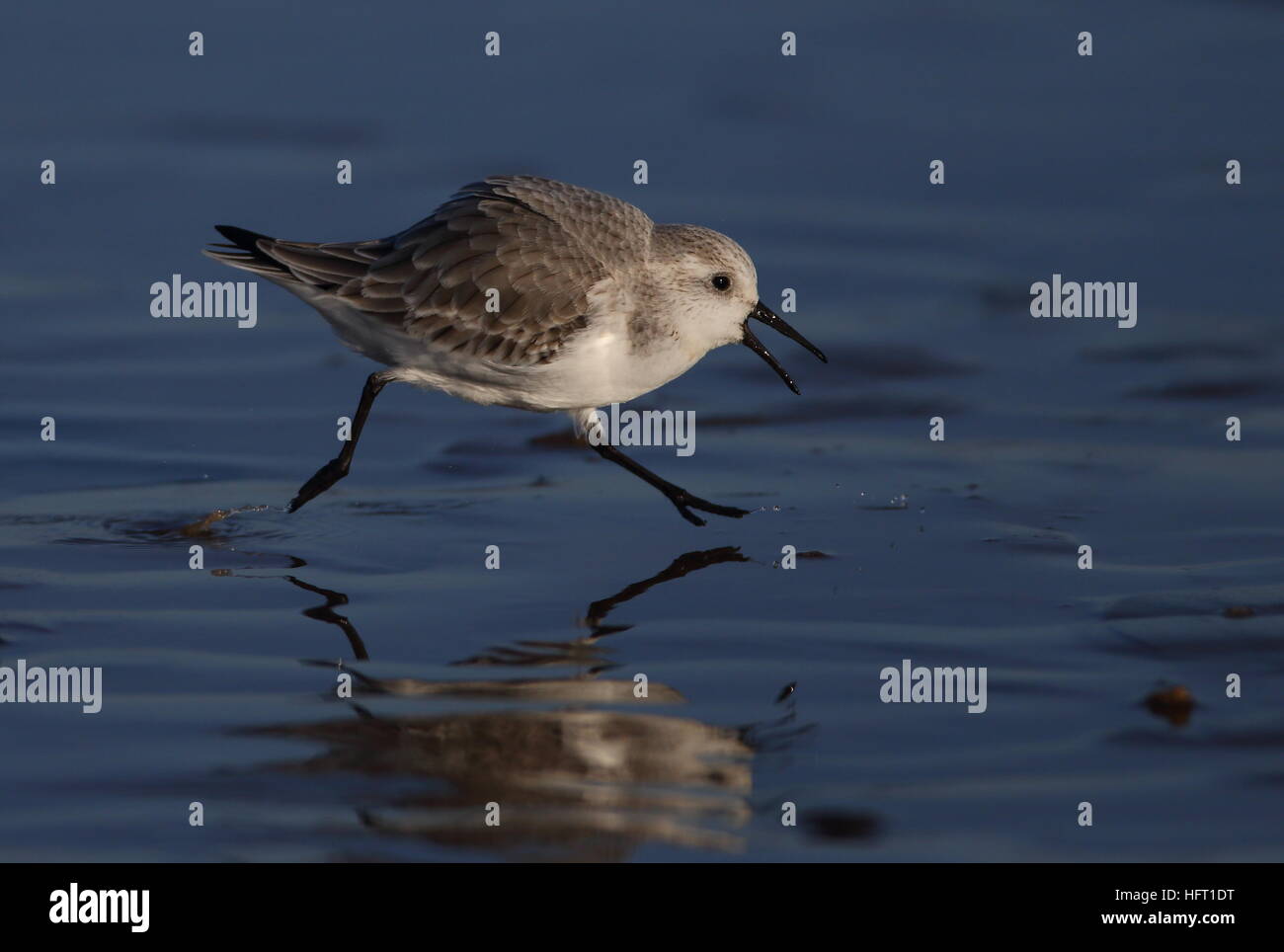 Sanderling winter running hi-res stock photography and images - Alamy